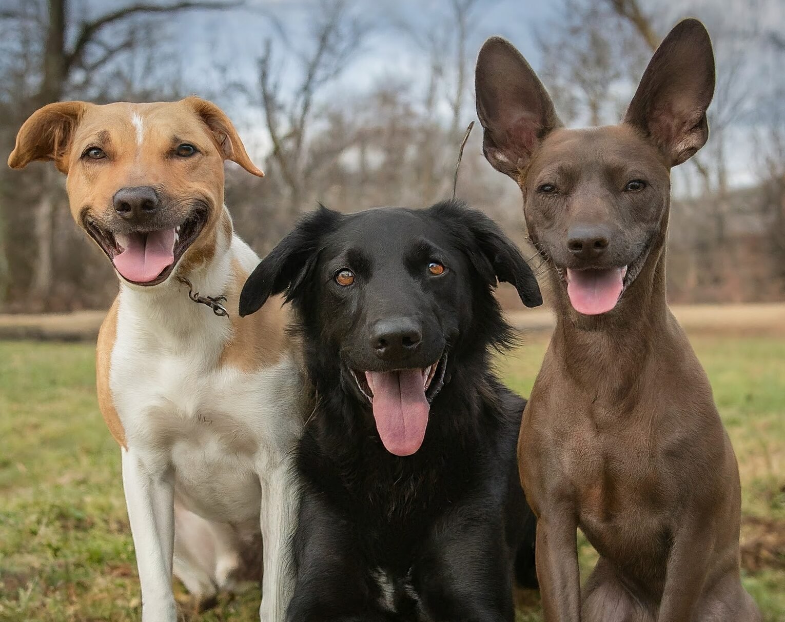 Día Mundial del Perro Sin Raza - Lomas Conectado