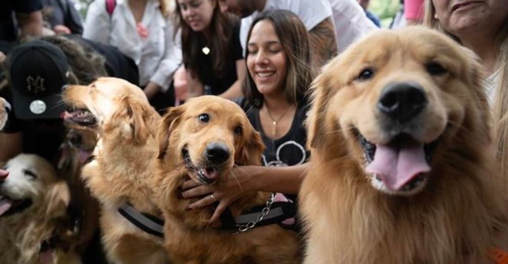 Más de 2.000 golden retrievers en los Bosques de Palermo - Lomas Conectado